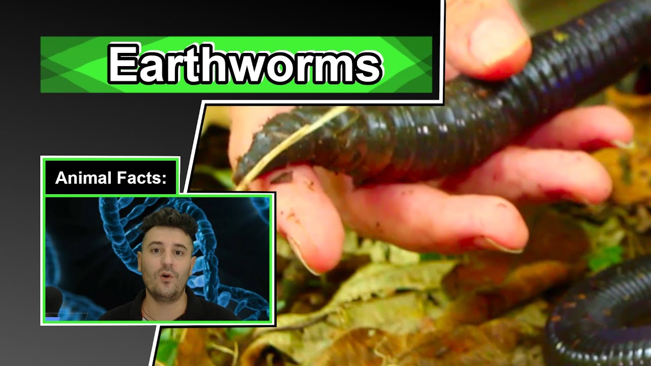 Would You Eat One 10 COOL EARTHWORM FACTS YouTube would-you-eat-one-10-cool-earthworm-facts-youtube