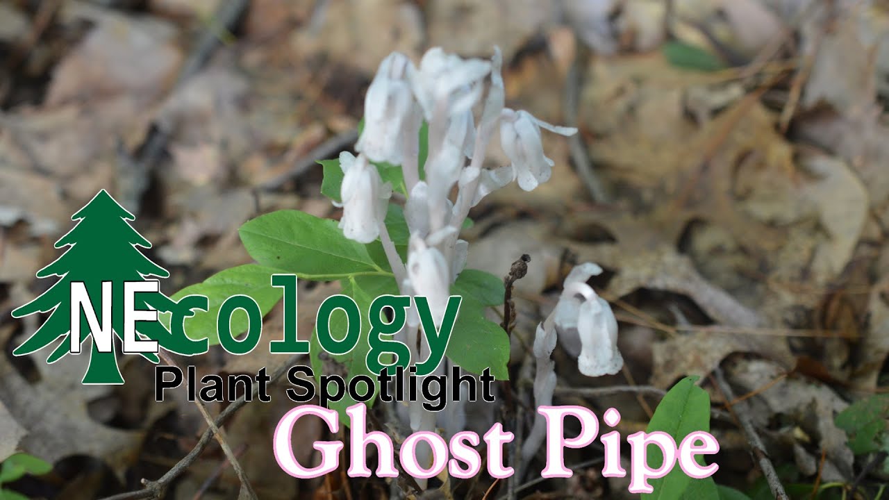 NEcology Plant Spotlight - Ghost Pipe - YouTube