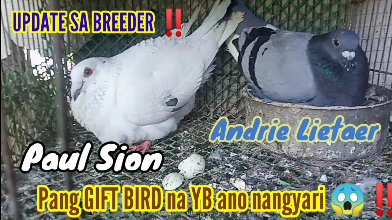 UPDATE SA BREEDER‼️ PANG GIFT BIRD NA YB ANO NANGYARI‼️😭 - YouTube