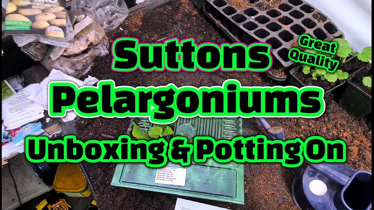 Unboxing & Potting on suttons giant plug Pelargoniums - YouTube