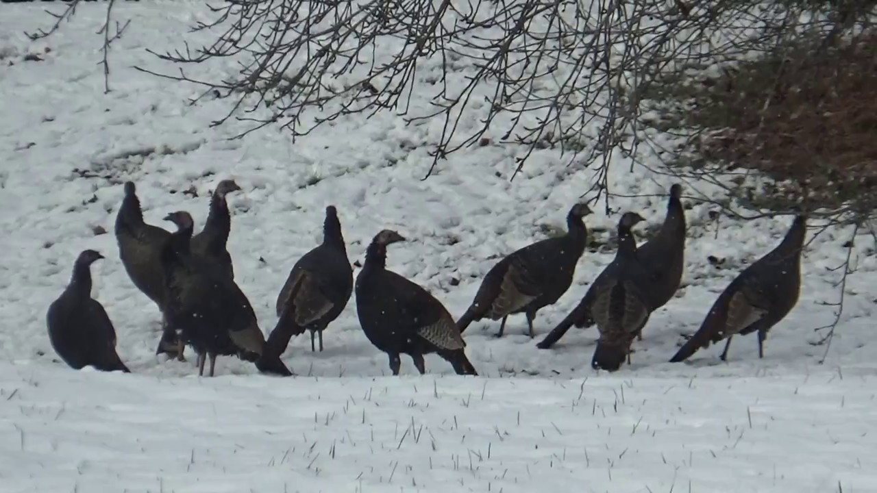 Cat has second thoughts about wild turkeys - YouTube