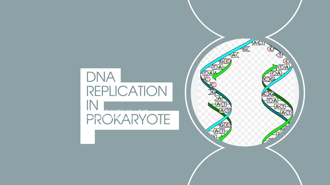 DNA Replication | DNA replication in prokaryotes | DNA replication in ...