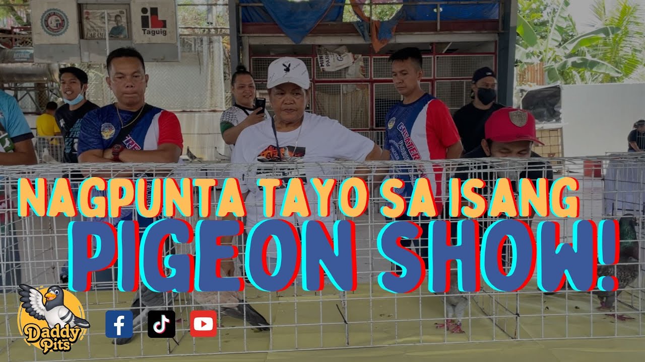 Nagpunta tayo sa isang Pigeon Show! May 6, 2023 #Kalapati #kalapatids # ...