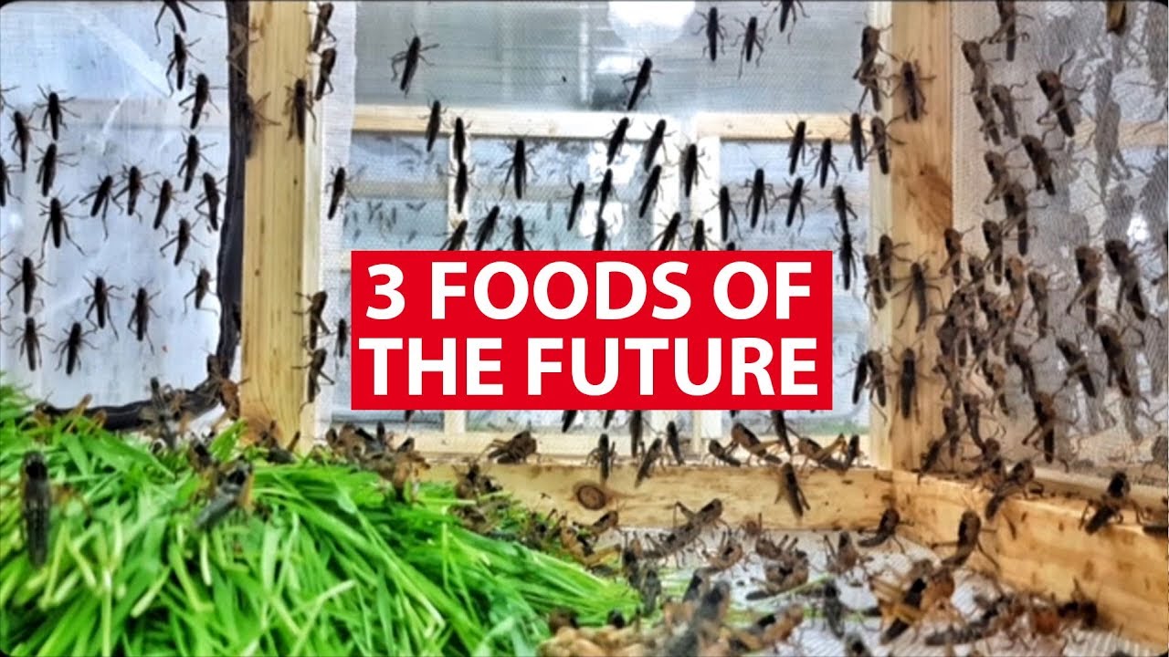 3 Foods Of The Future: Bugs, plant-based meat and lab-grown steaks ...
