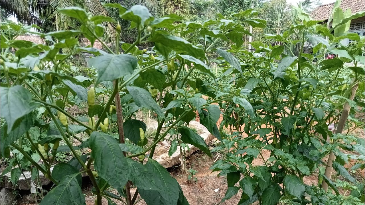 CABAI RAWIT KALIBER|| BAKAL BUNGA DAN BUAH SEMAKIN BANYAK (part 9 ...