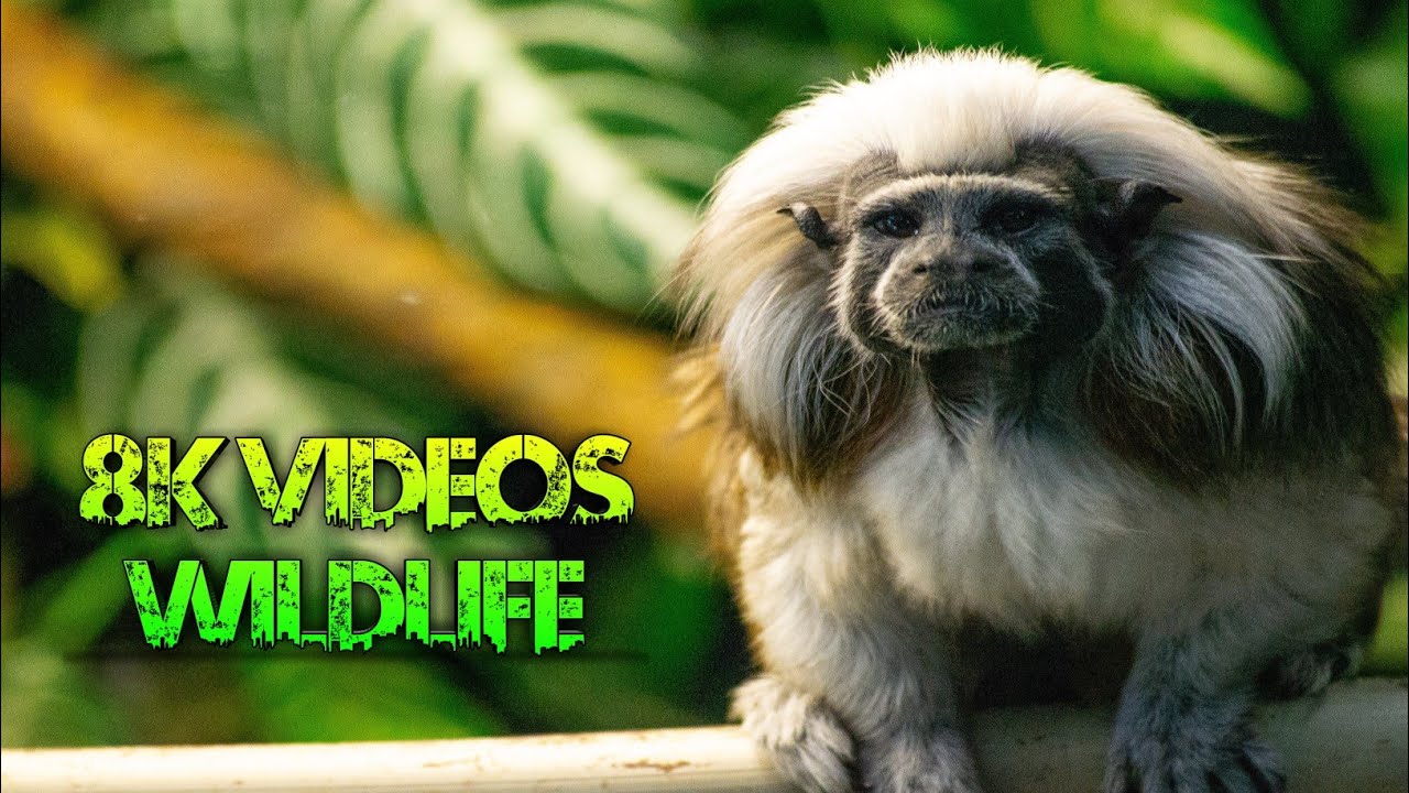 8K ULTRA HD MONKEYS VIDEO - YouTube