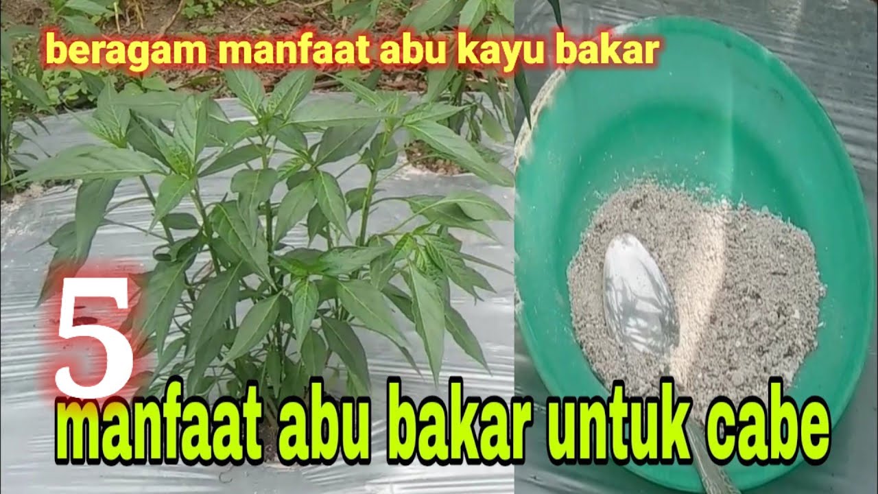 Manfaat abu kayu untuk tanaman yang bisa mencegah penyakit tanaman ...