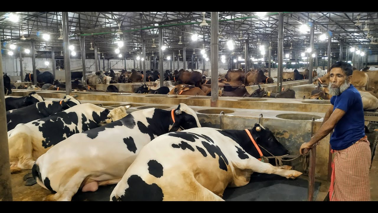 Al Madina Cattle Farm Very Last Time Before Qurbani Eid - DairySun Agro ...