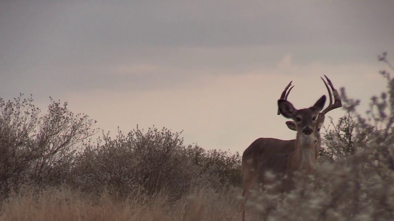 Mexico whitetails 2019-2020 - YouTube