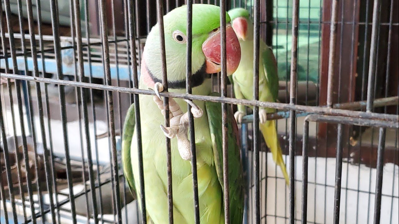 Lovebirds Parrots Pigeons in my mini zoo Birds setup - YouTube