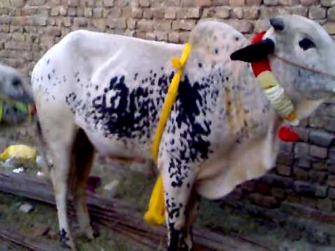 Allah;s name on cow 27-11-09 - YouTube