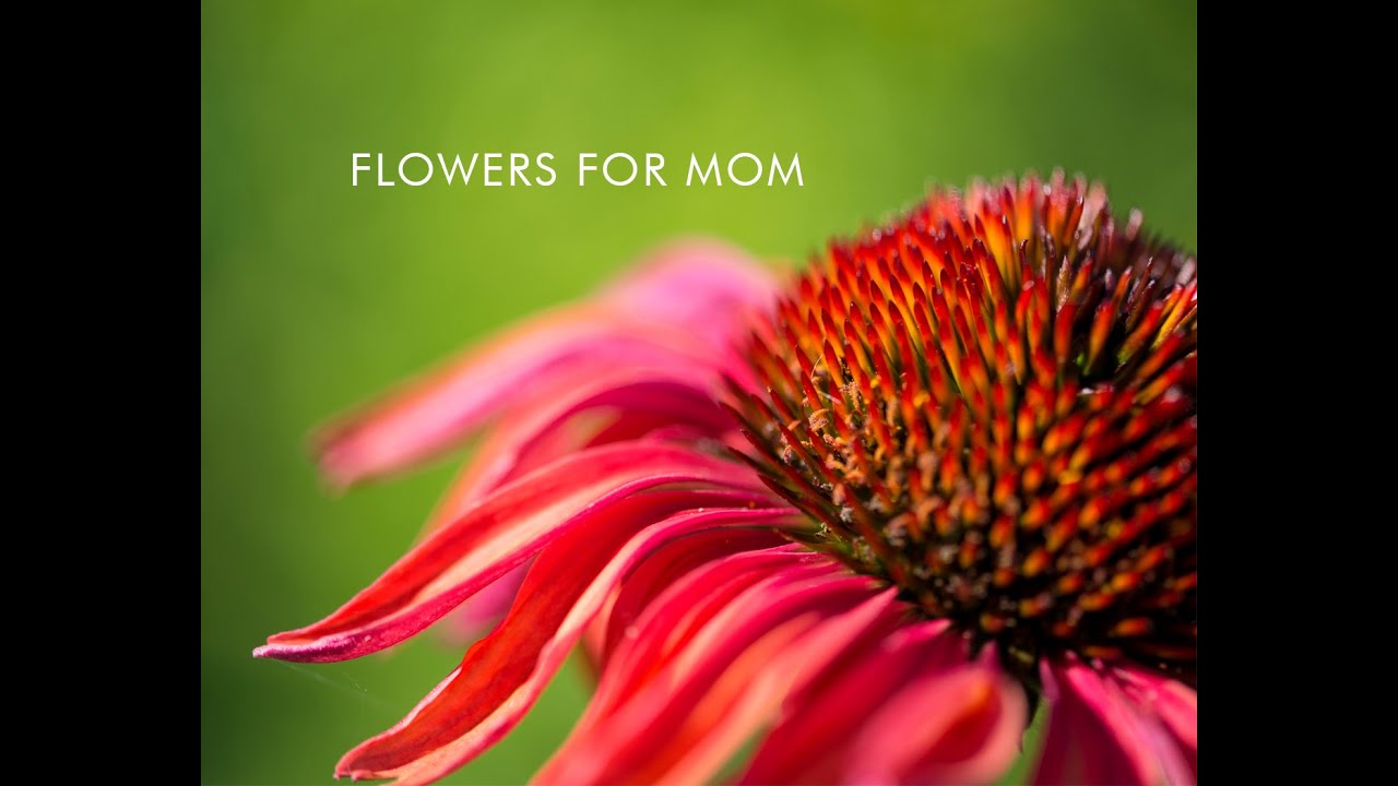 Elmore DeMott: Photographer's love for her mom continues to bloom