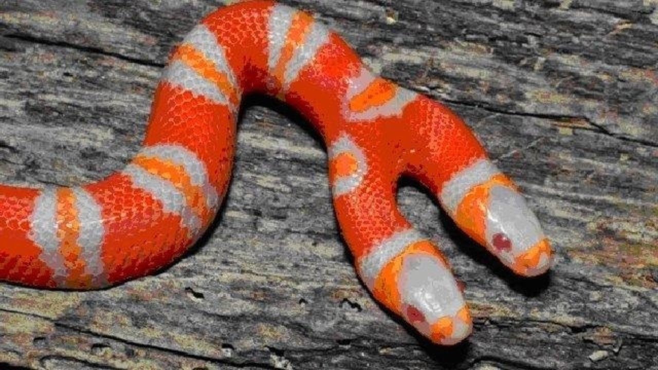 2 headed snake in hands - YouTube