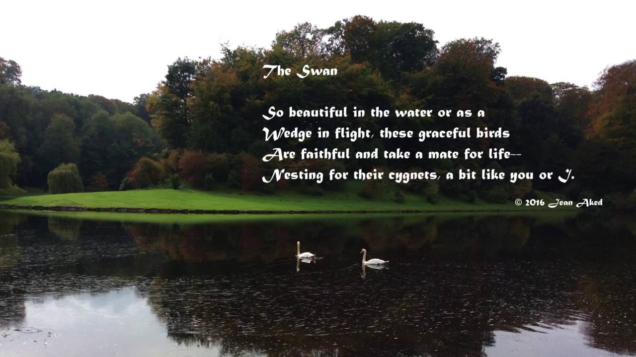 The Swan an acrostic poem by Jean Aked - YouTube