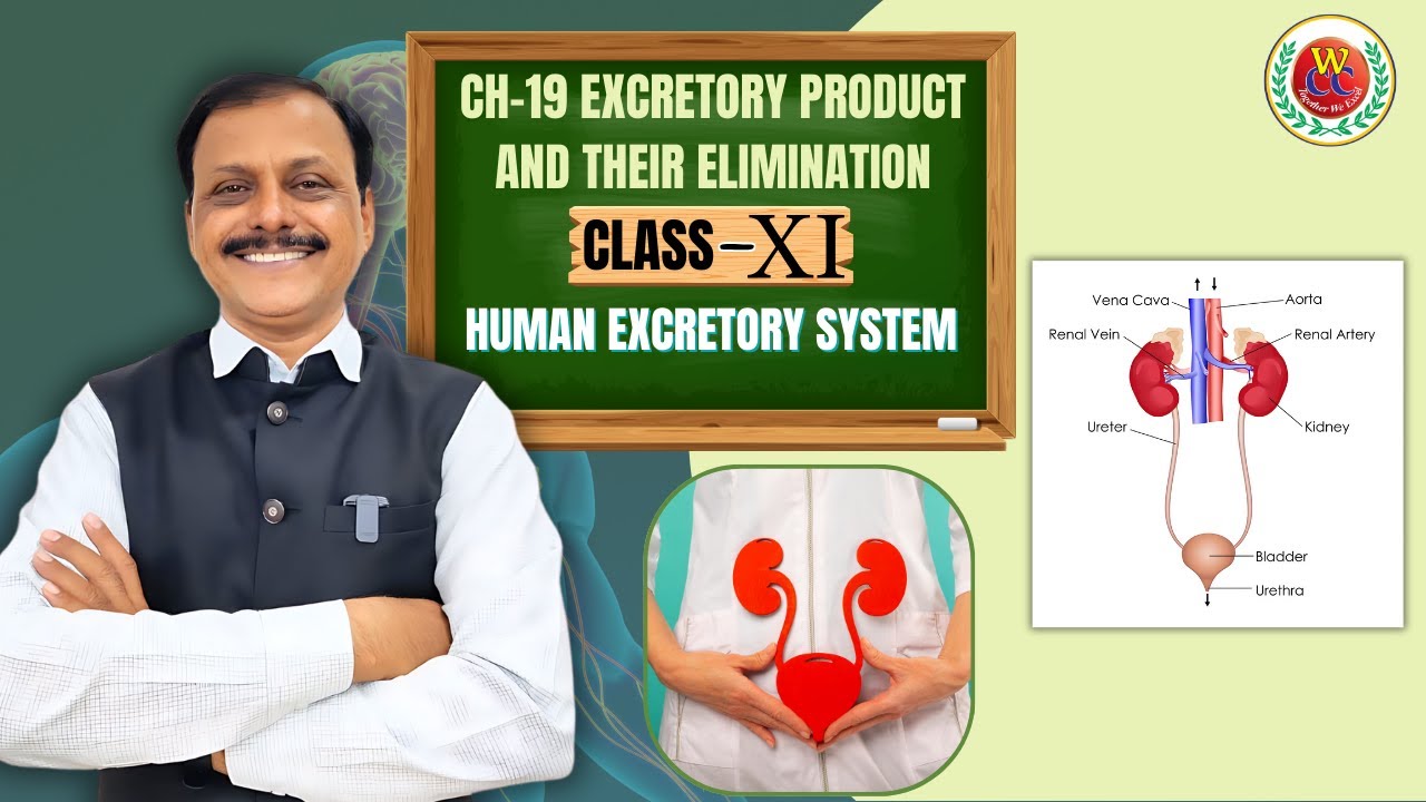 Human Excretory System | Ch-19 Excretory product and their elimination ...