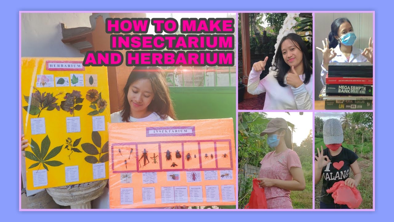 PINK VLOG #3 || PEMBUATAN HEBARIUM DAN INSEKTARIUM SEDERHANA - YouTube