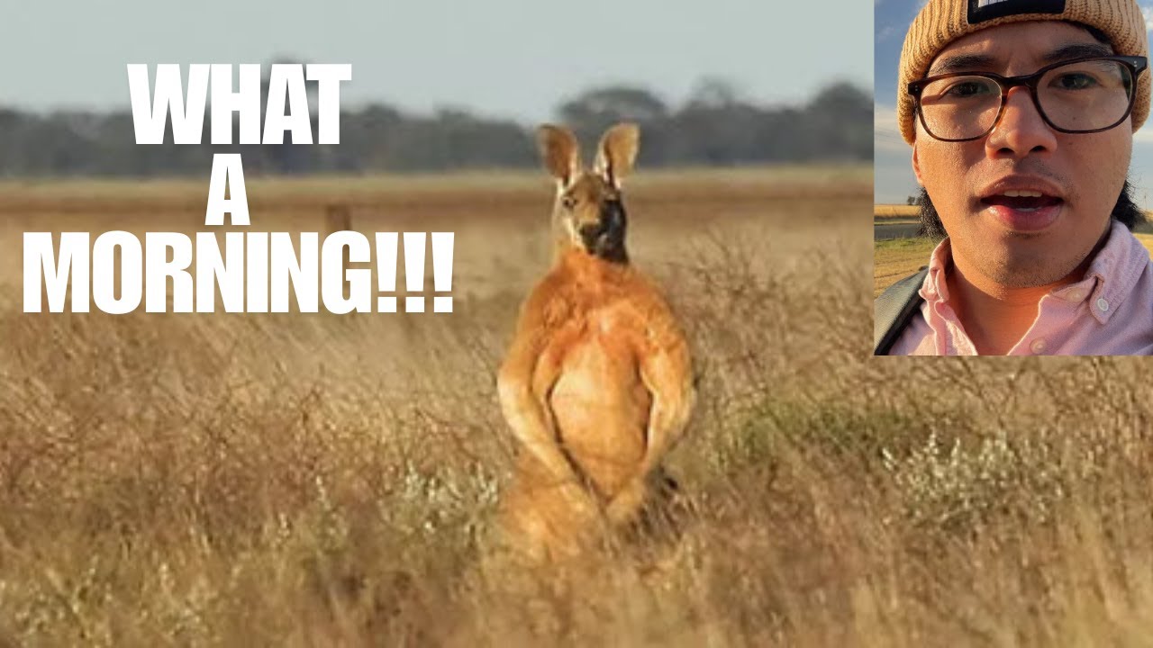 Funny Kangaroo Meme