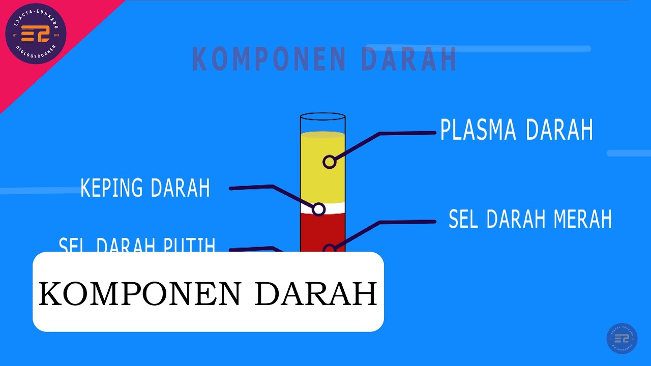 KOMPONEN DARAH (ERITROSIT, LEUKOSIT & TROMBOSIT) - YouTube