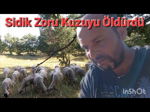 Ah Şu Acemilik. Sidik Zoru Olduğunu Anlamadım Kuzum Öldü