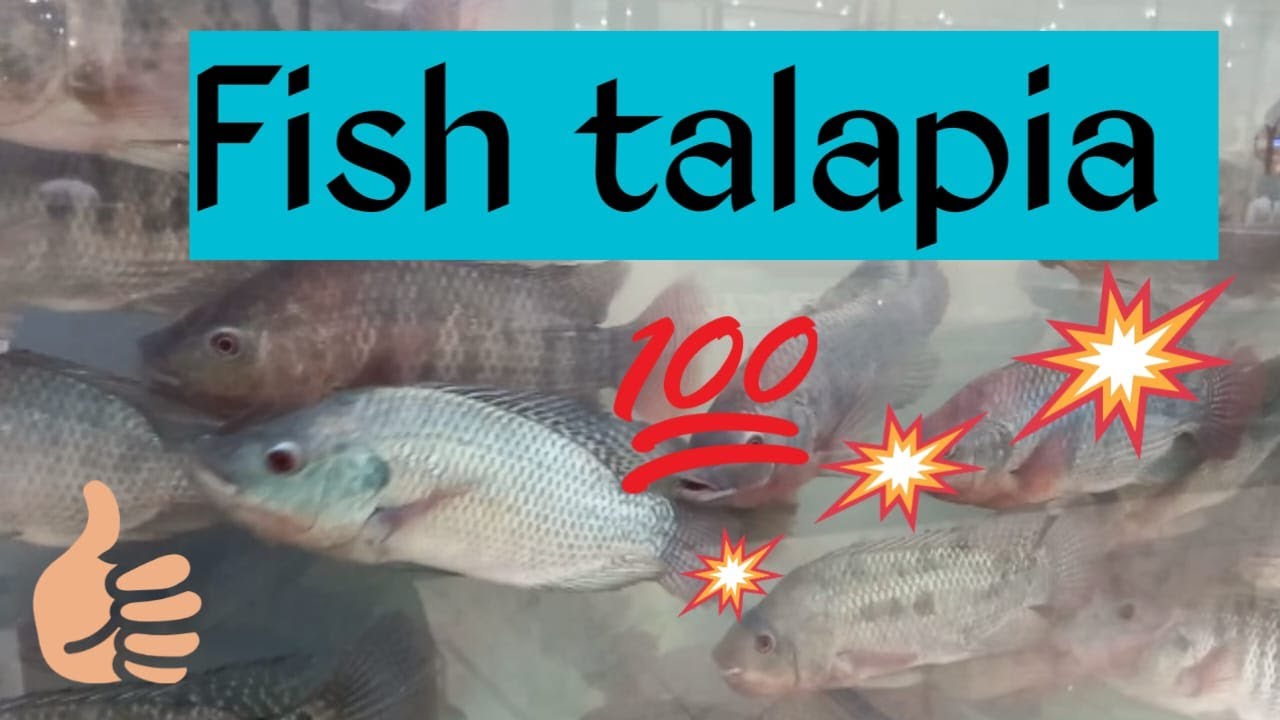 Big fish Talapia inside acquarium - YouTube