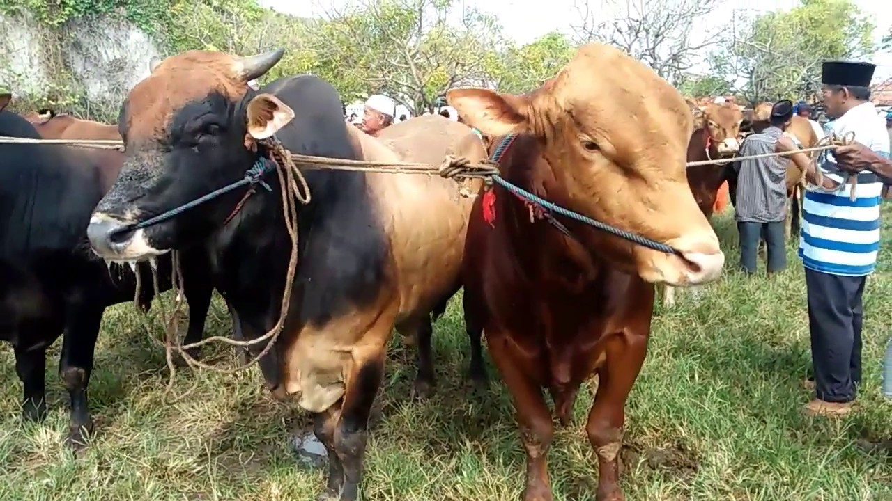 Pasar Sapi di Kecamatan Ketapang, Kabupaten Sampang Madura - YouTube