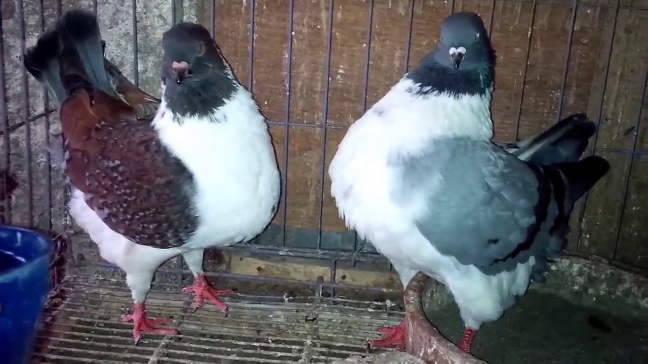 Modena Gazzi Pigeons - YouTube