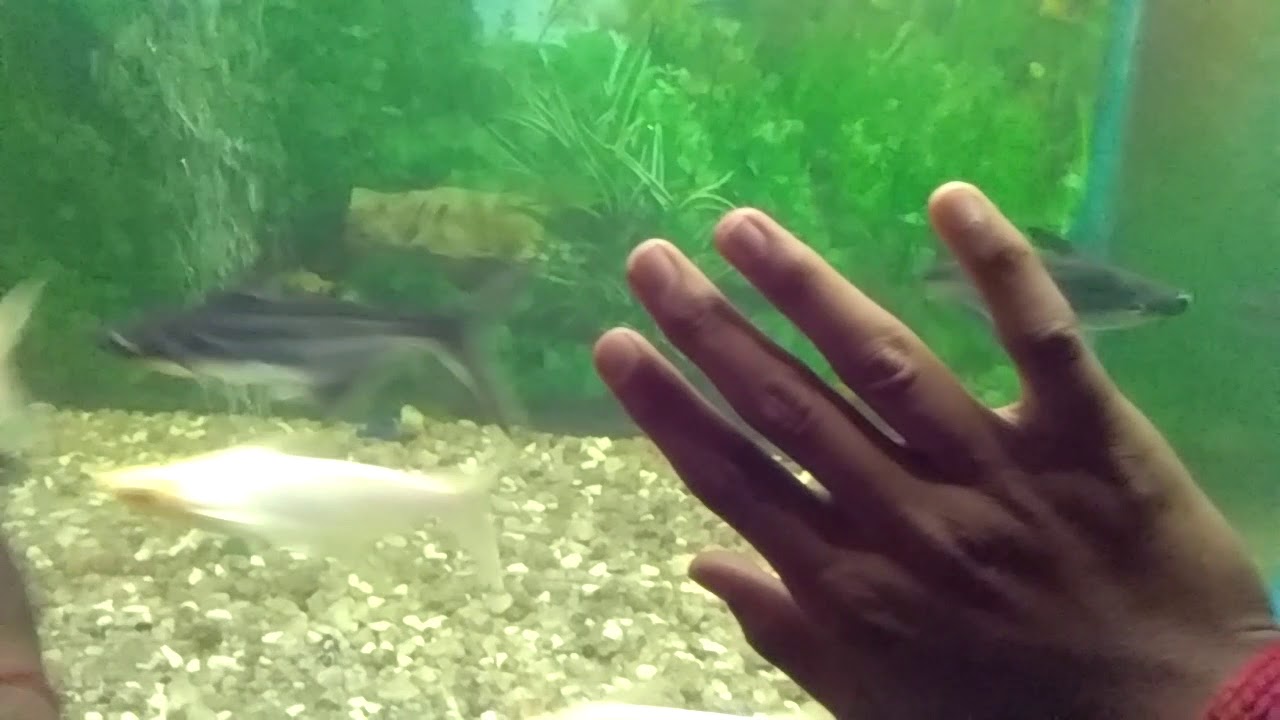 Fish House of nandan pahad... Deoghr jharkhand - YouTube