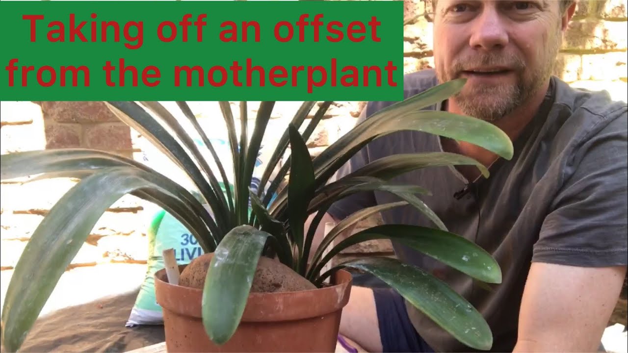 How to remove an offset from a mother plant - YouTube