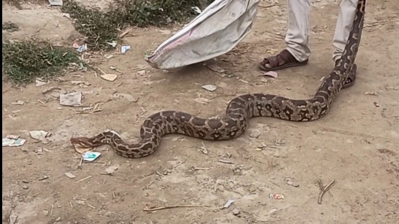 Ajgar (PYTHON) #ajgar #ajgar_saap #amazingbazaar #wildanimals #bigsnake - YouTube