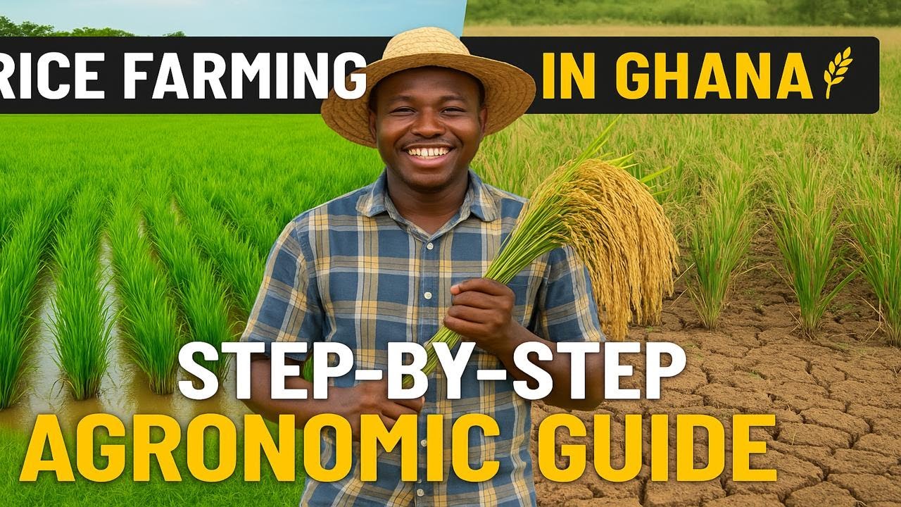 Rice Farming in Ghana: Step-by-Step Agronomic Practices for High Yields ...