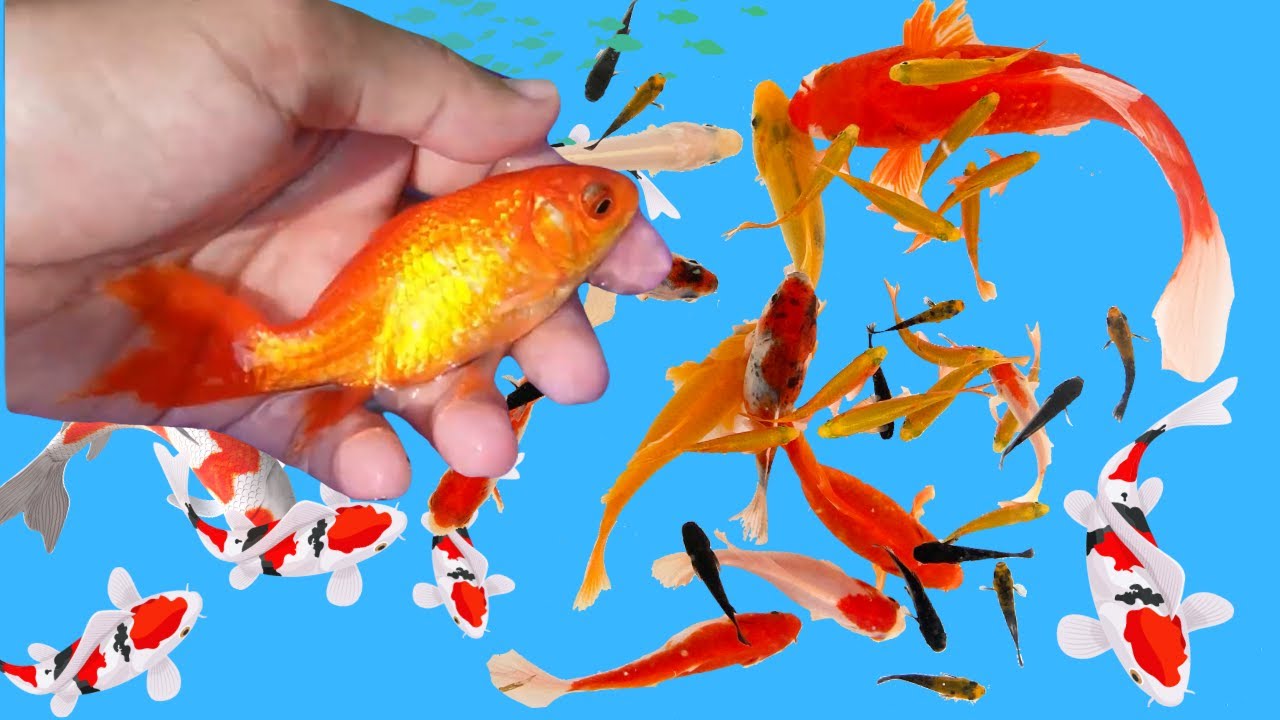 Catching Goldfish, Koki, Koi, Comet, Barbir, Tilapia, White Tilapia ...