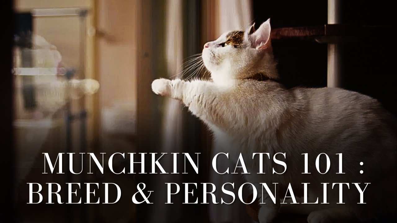 Munchkin Cats 101 : Breed & Personality - YouTube