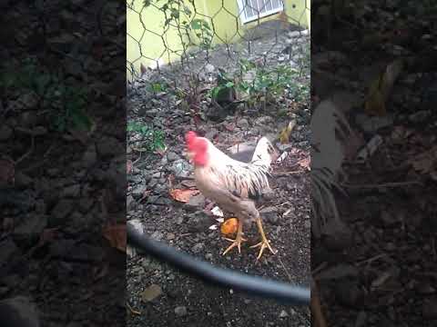 Gallo exótico mi gente vean aqui - YouTube