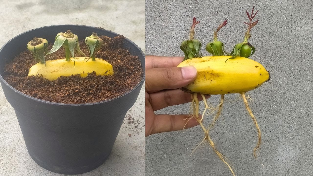 How to grow roses from cuttings in bananas - YouTube