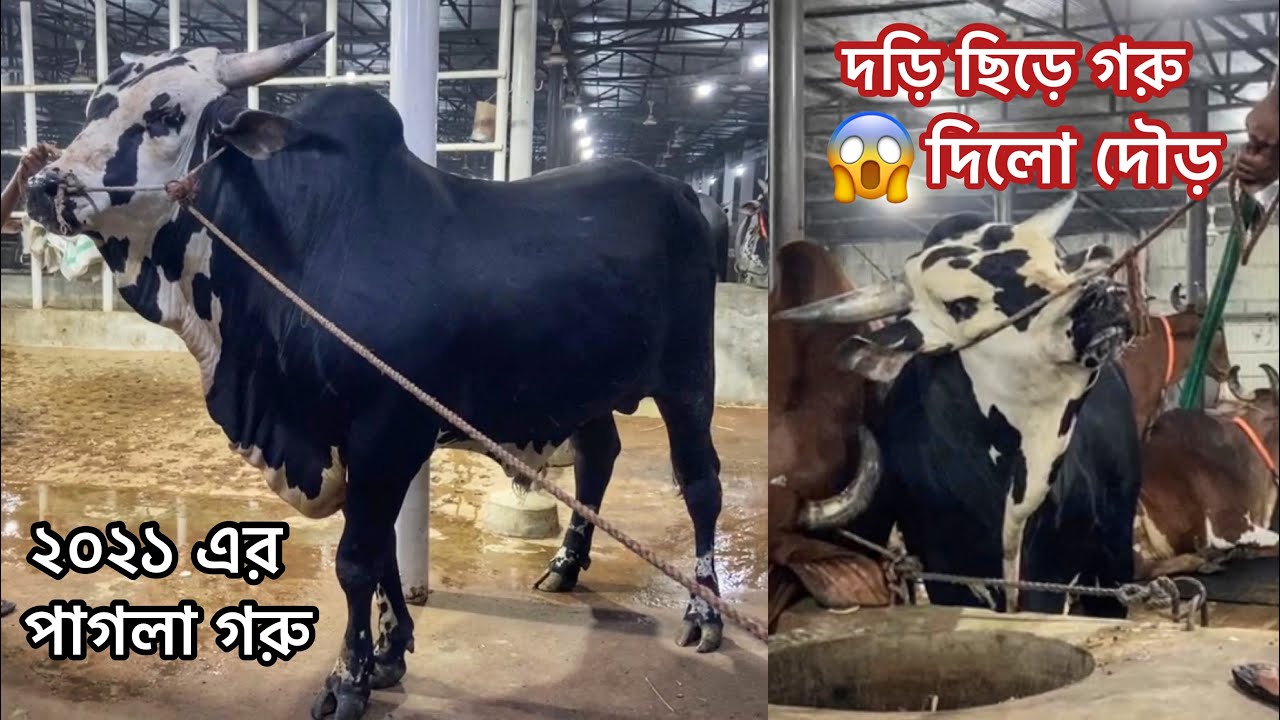 MOST ANGRY BULL RUNNING OUT OF CONTROL | দড়ি ছিড়ে গরু দিলো দৌড় ...