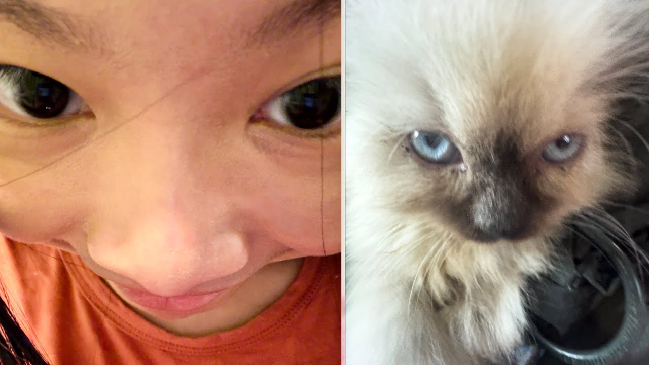 Bug's New Cat - YouTube