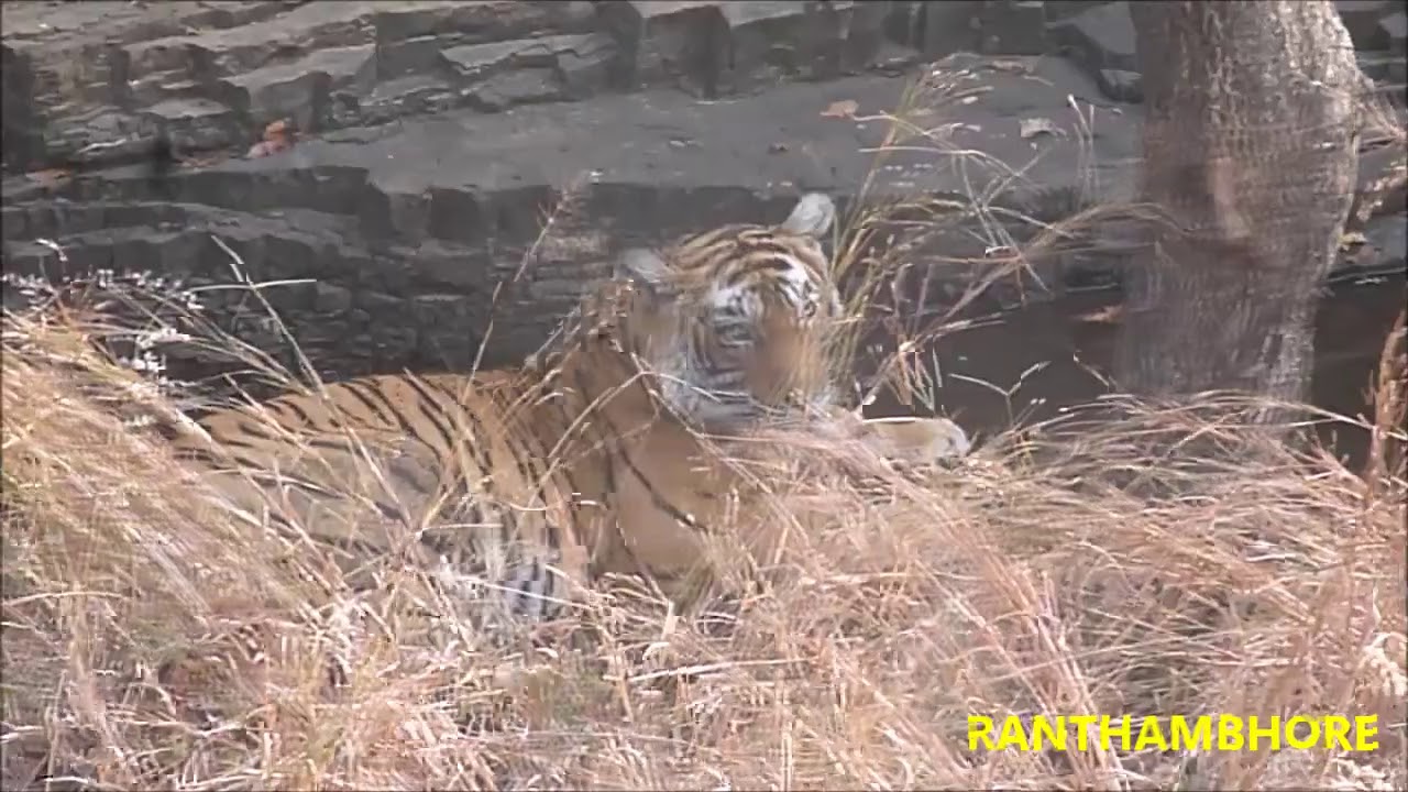 Where is the Tiger, Tiger camouflage, WHEN TIGER SITTING /WALKING IN ...