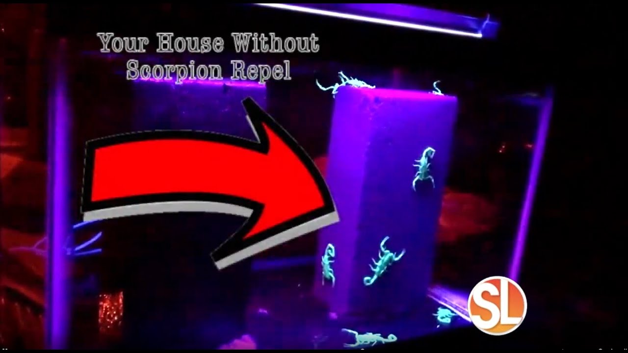 Scorpion Repel is a new way of keeping scorpions from entering your ...