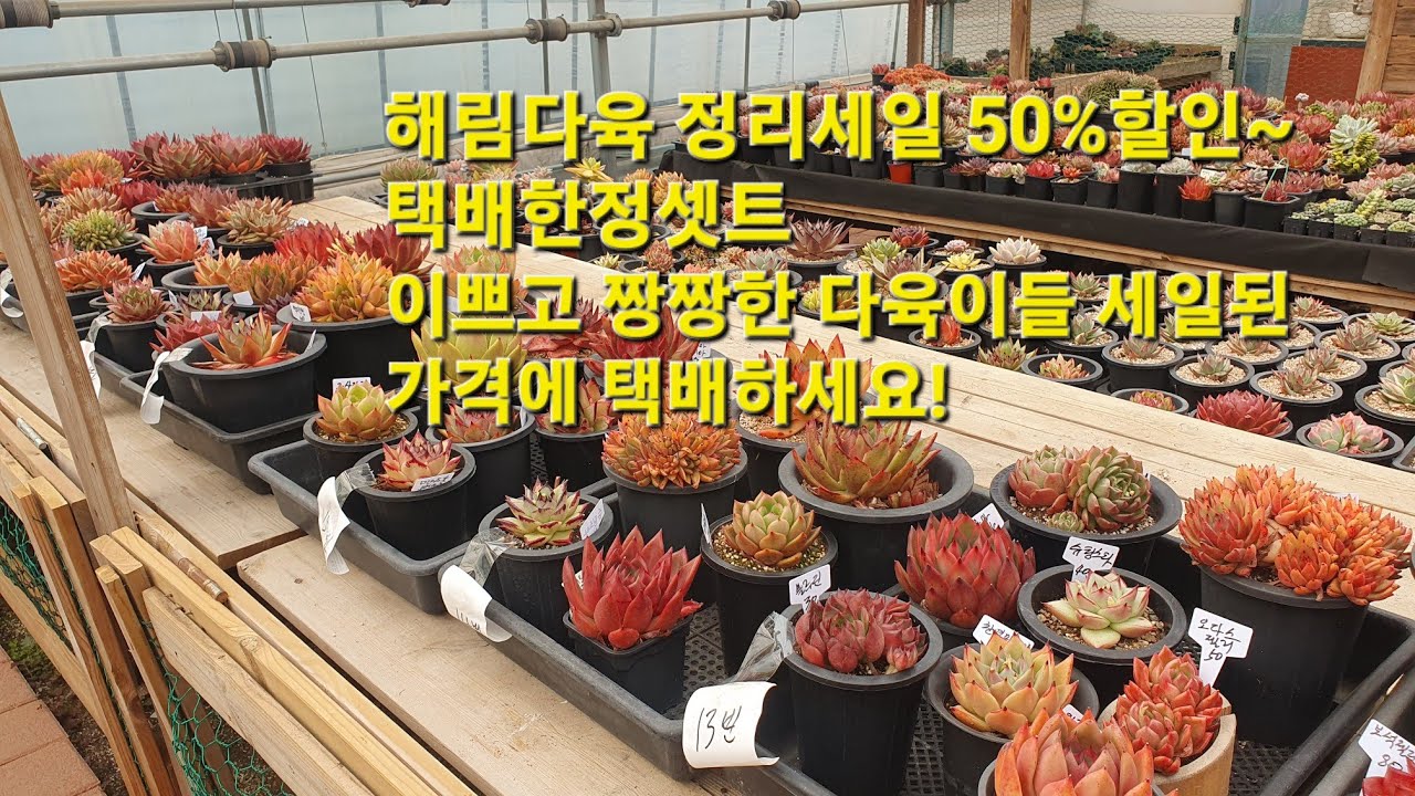 해림다육정리세일 50할인중~택배되는 셋트 한정 이쁘고 탄탄한다육이 택배하세요 해림다육 택배셋트 창셋트 Youtube