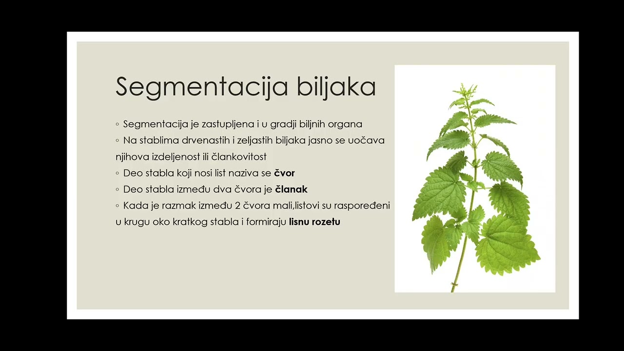 Prezentacija Simetrija i segmentacija kod biljaka - YouTube