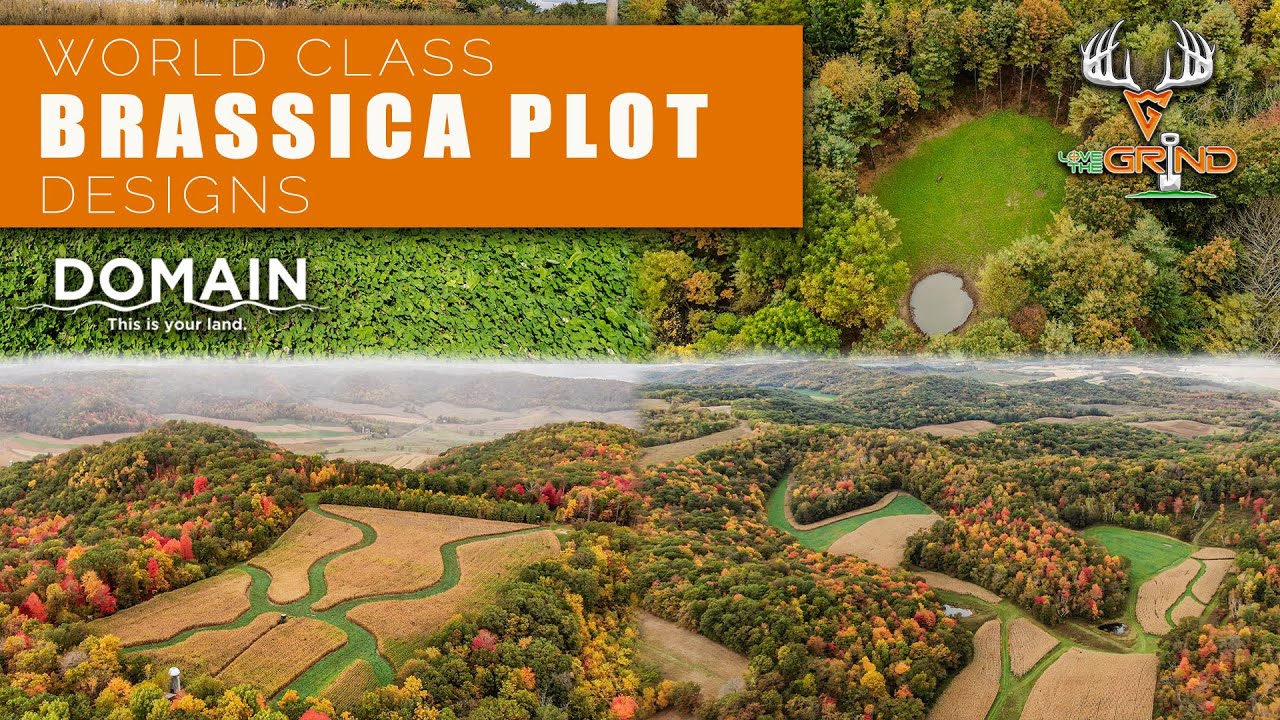 World Class Brassica Plot Designs with Domain Outdoor - YouTube