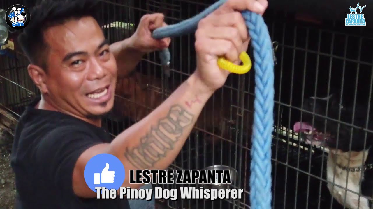 Asong siga sa kalsada: tips on dog walking - YouTube