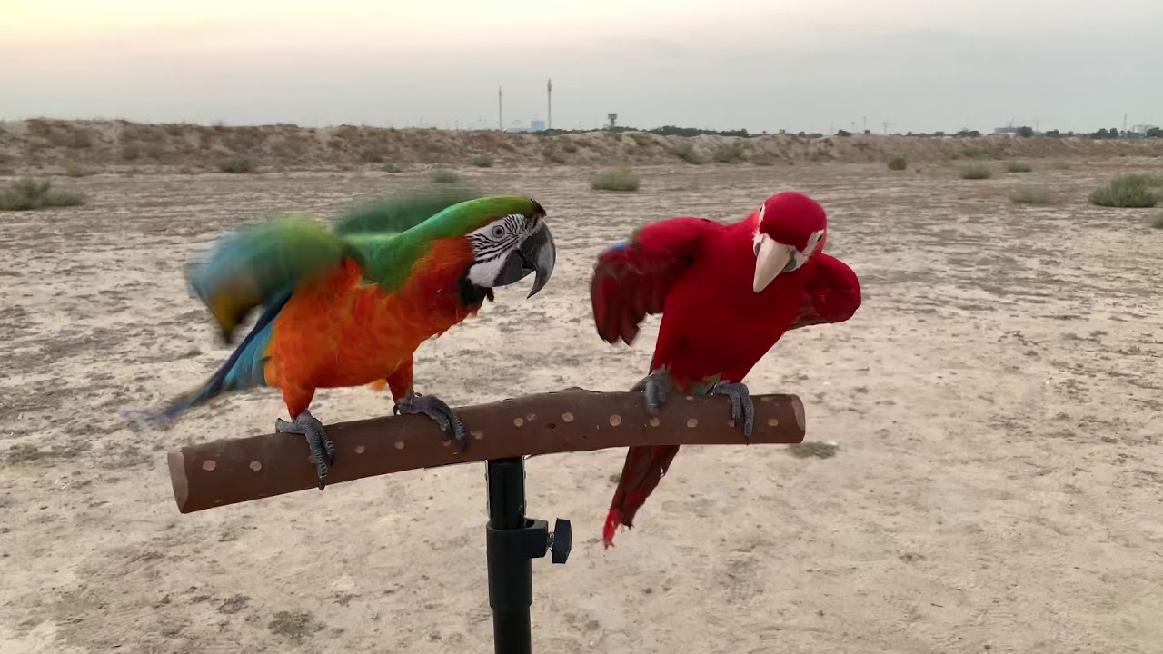 ( Rambo ) Harlequin Macaw , ( Zico ) Ruby Macaw , Free Flight Macaw - YouTube