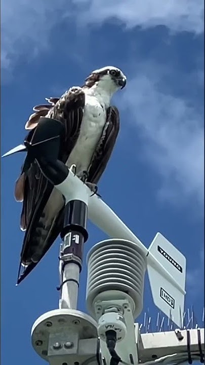 Osprey bird defeating the SUMMER Heat #seahawk - YouTube