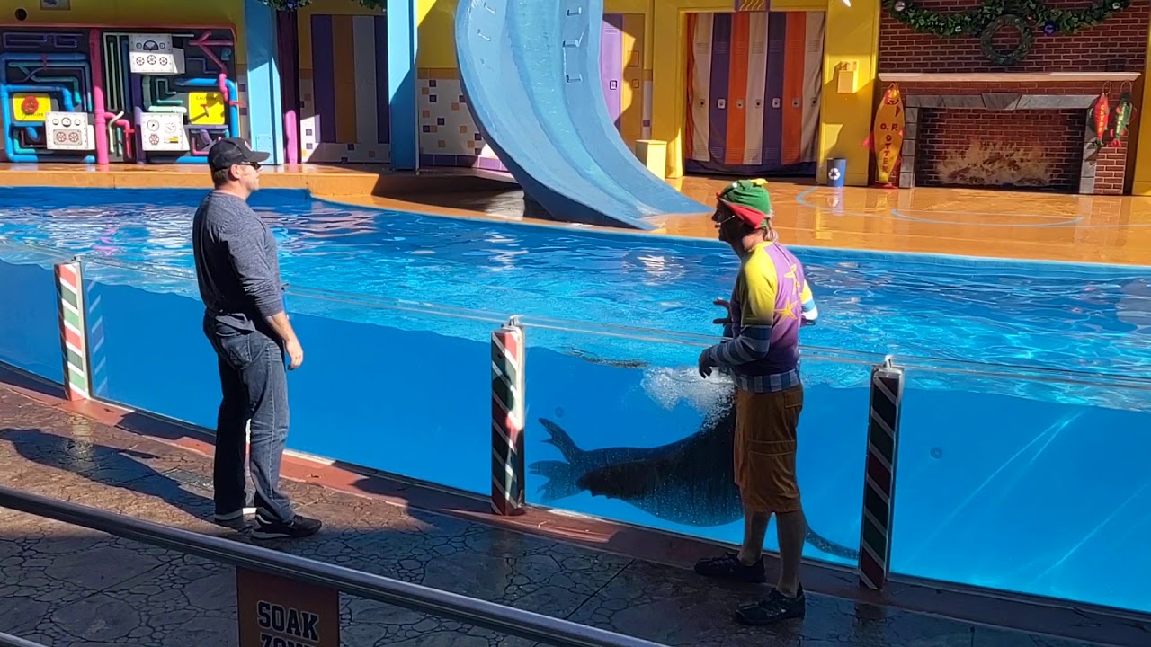 Supper funny sea World show with seal and otter - YouTube