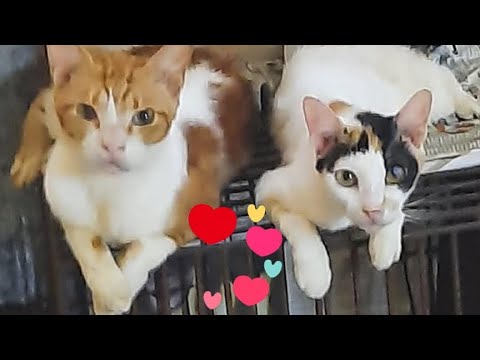 TIPS AMAN ANABUL DALAM RUMAH#shorts #shortsfeed #kucing #anabul # ...