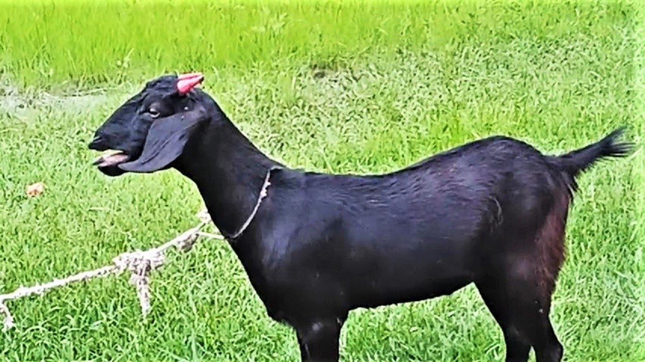 Goat Sounds | Natural Goat Screaming | Real Voice of Black Goat ...