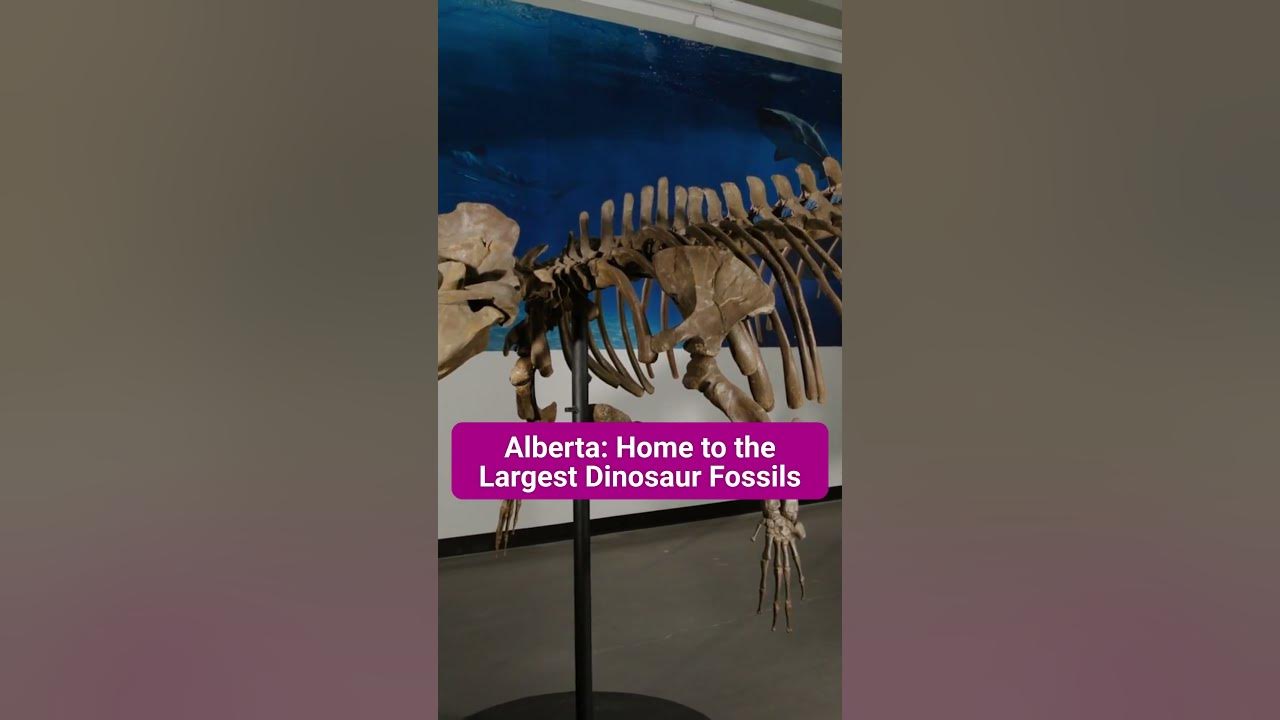 Alberta: Home to the Largest Dinosaur Fossils.#canada #alberta # ...