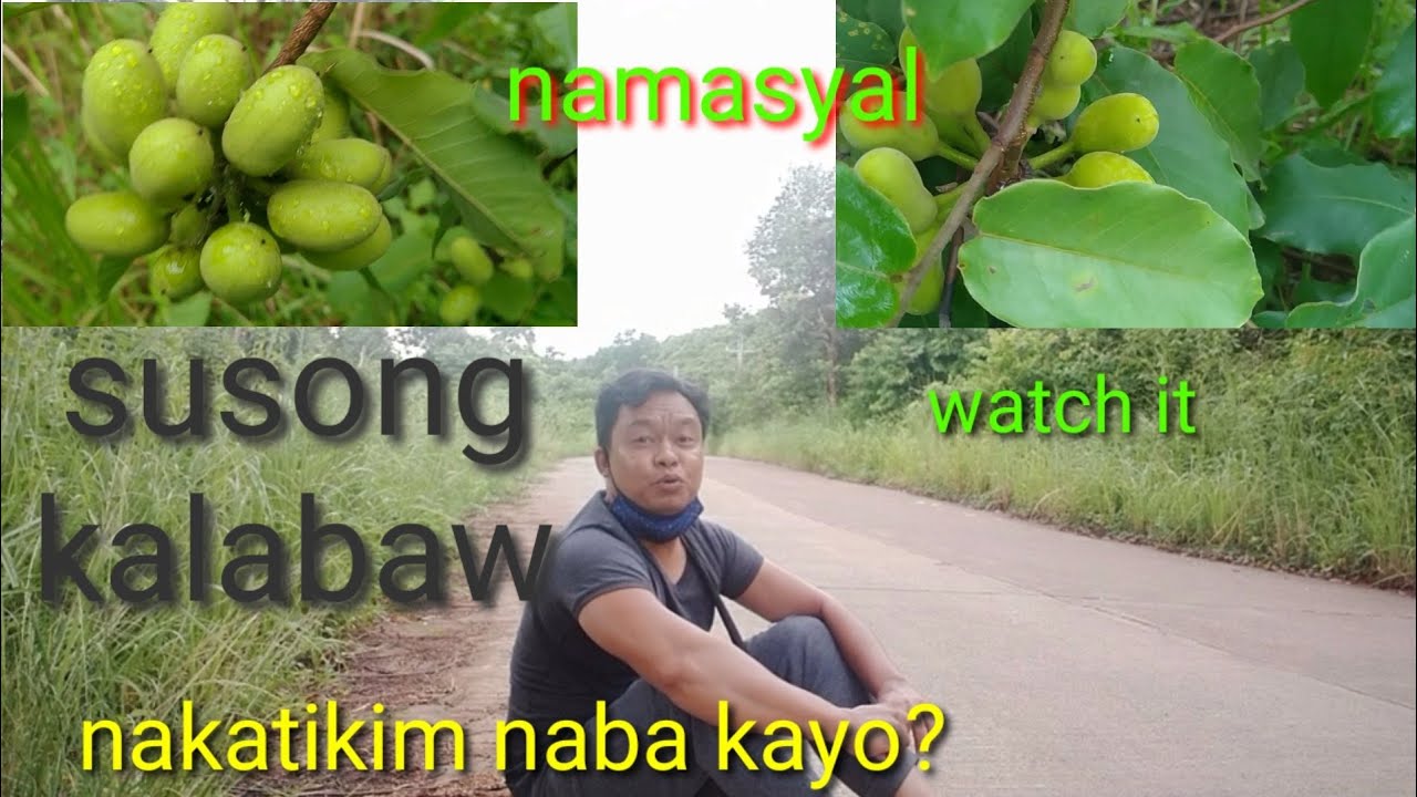 WILD EDIBLE SUSONG KALABAW'' NATURE AGRICULTURE - YouTube