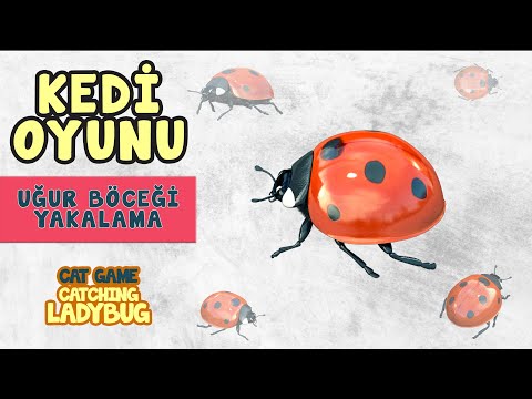 Kedi Oyunu 15 - UĞUR BÖCEĞİ YAKALAMA | Kedilerin İzlemesi İçin Süper Böcek Yakalama Videosu 😻